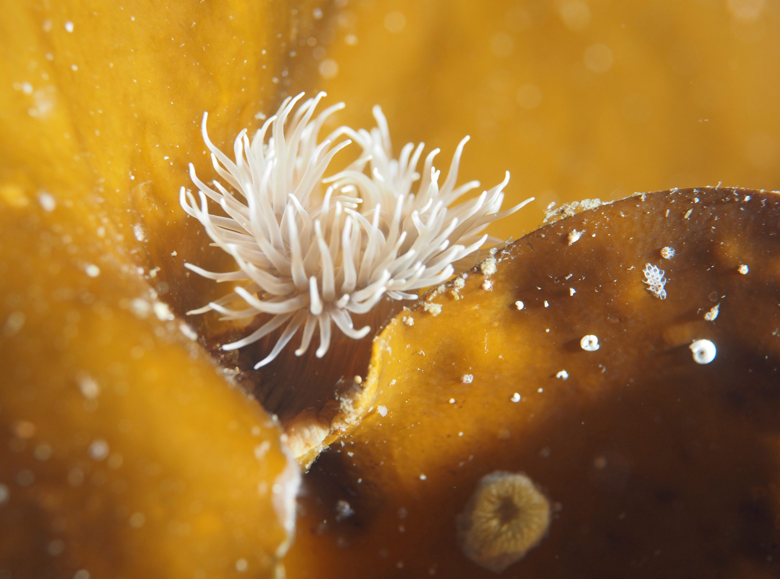 Signe Christensen-Dalsgaard | Norwegian Blue Forests Network ...