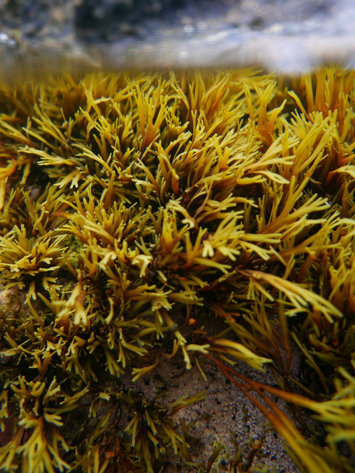 ROCKWEED - Norwegian Blue Forests Network