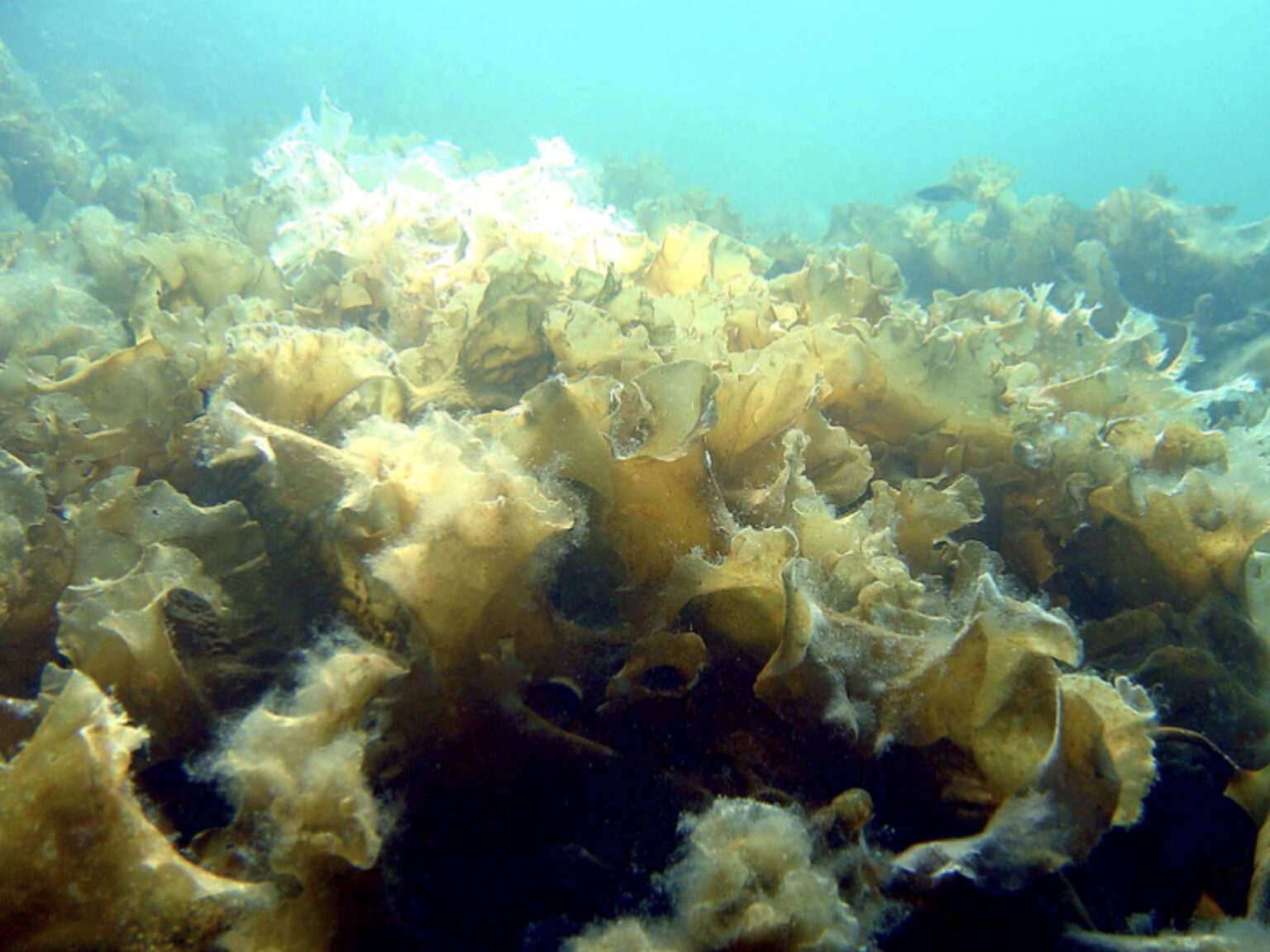 30 by 30: how to restore the kelp forests? | Norwegian Blue Forests Network : Norwegian Blue ...