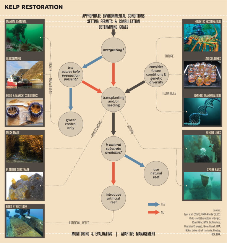 30 by 30: how to restore the kelp forests? | Norwegian Blue Forests ...