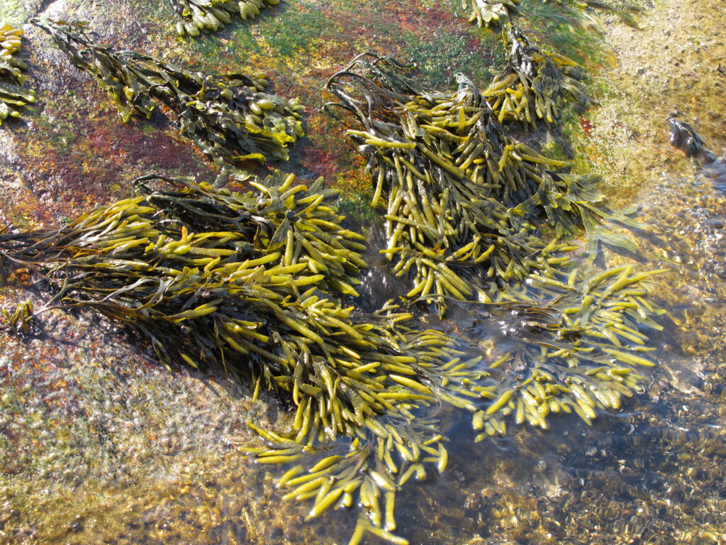 Rockweed | Norwegian Blue Forests Network : Norwegian Blue Forests Network