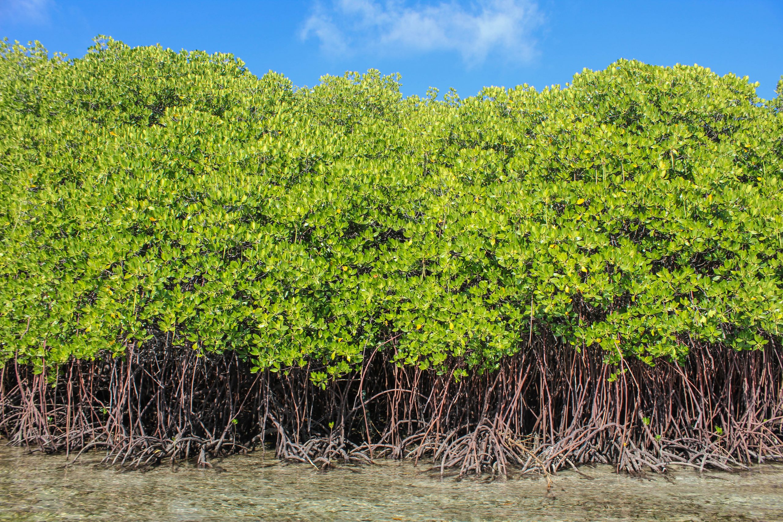 MANGROVES | Norwegian Blue Forests Network : Norwegian Blue Forests Network